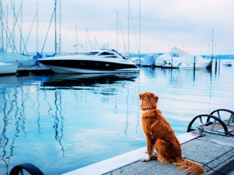 14 Best Dog-Friendly Cruise: Setting Sail with Your Pup