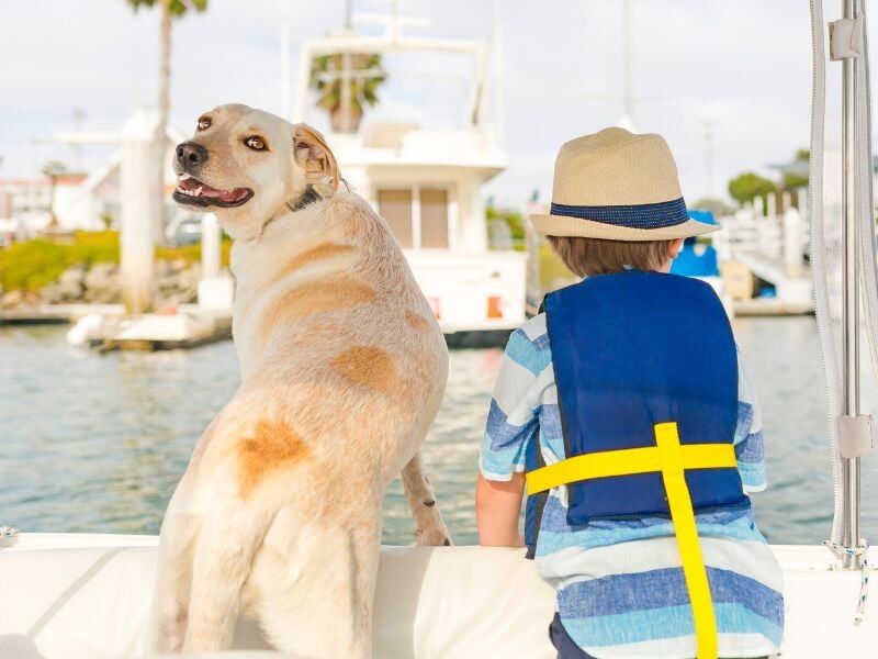14 Best Dog-Friendly Cruise: Setting Sail with Your Pup