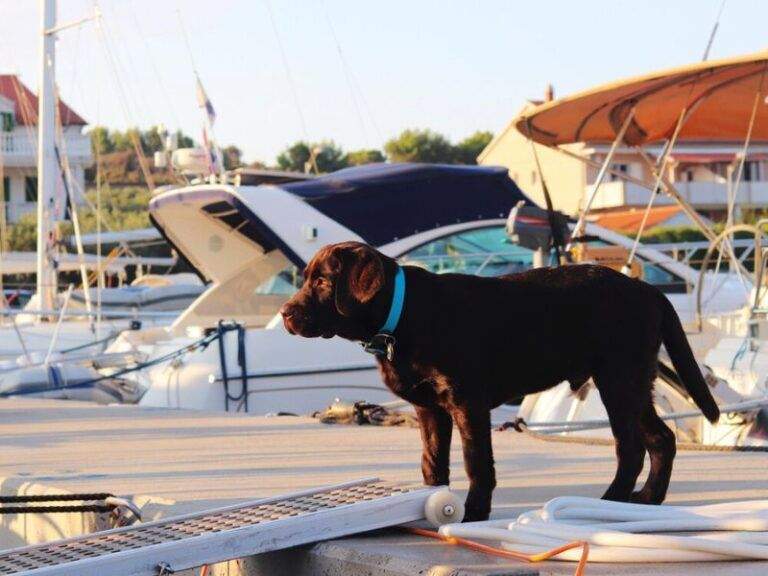 14 Best Dog-Friendly Cruise: Setting Sail with Your Pup